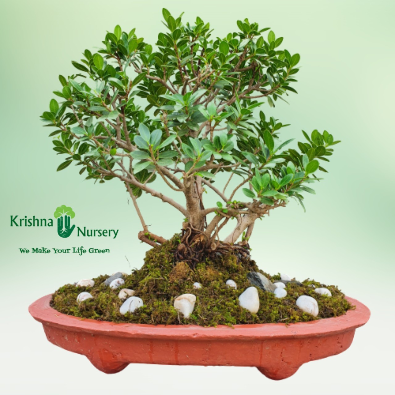Ficus Long Island Bonsai