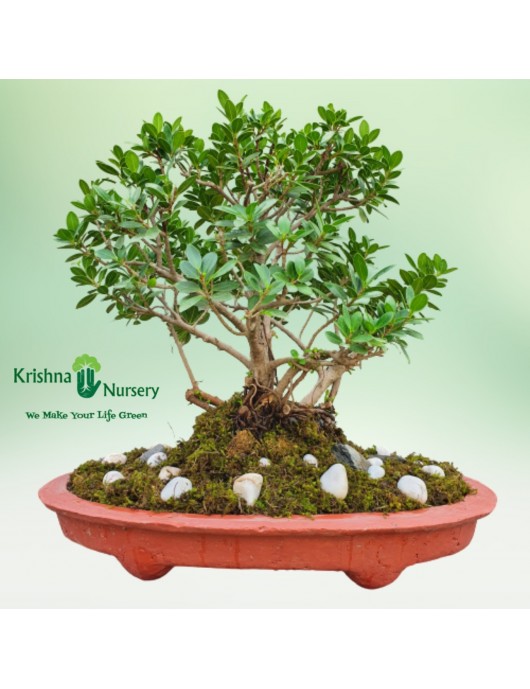 Ficus Long Island Bonsai