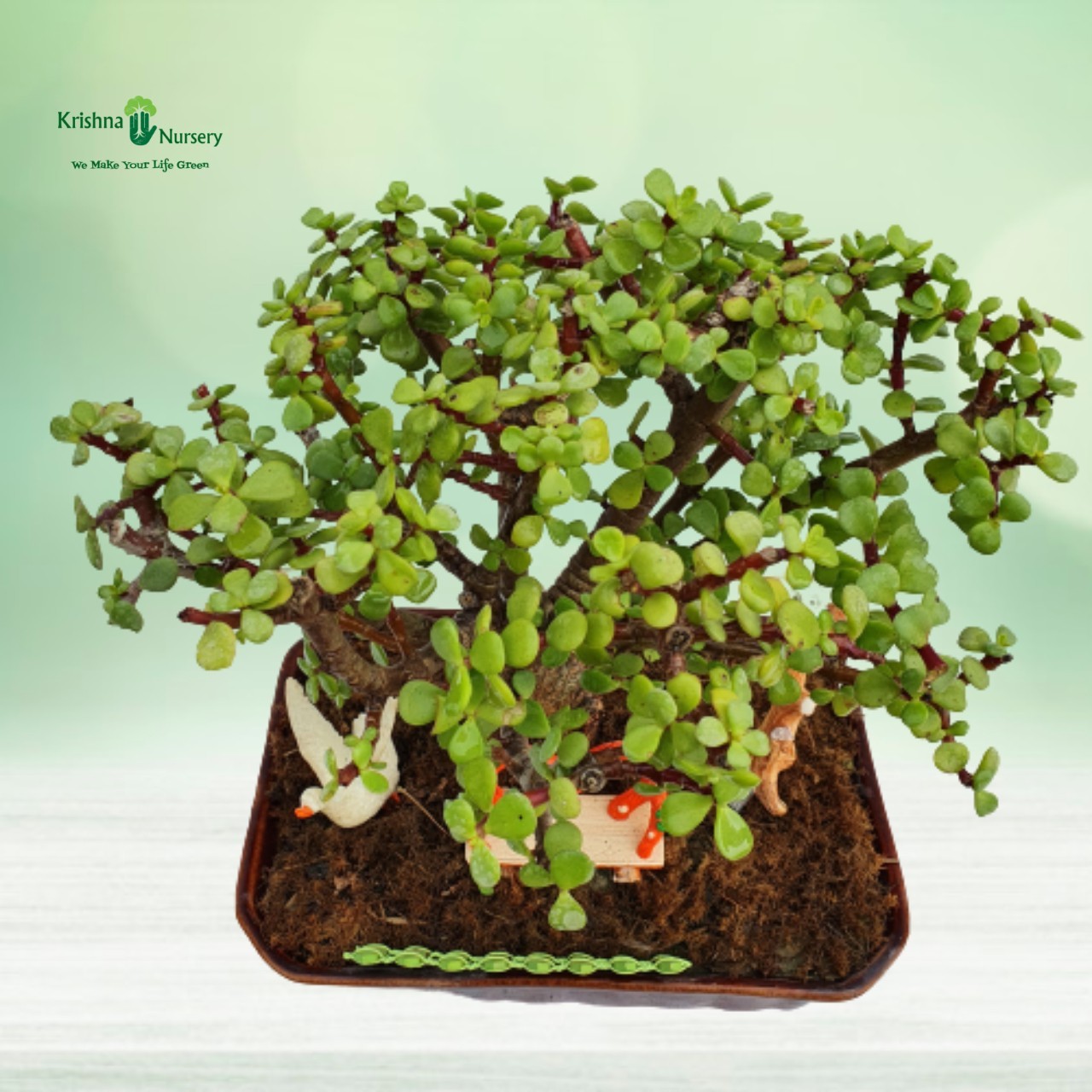 Miniature Jade Bonsai