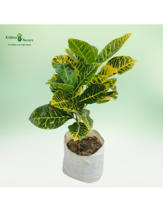 Yellow Croton Plant
