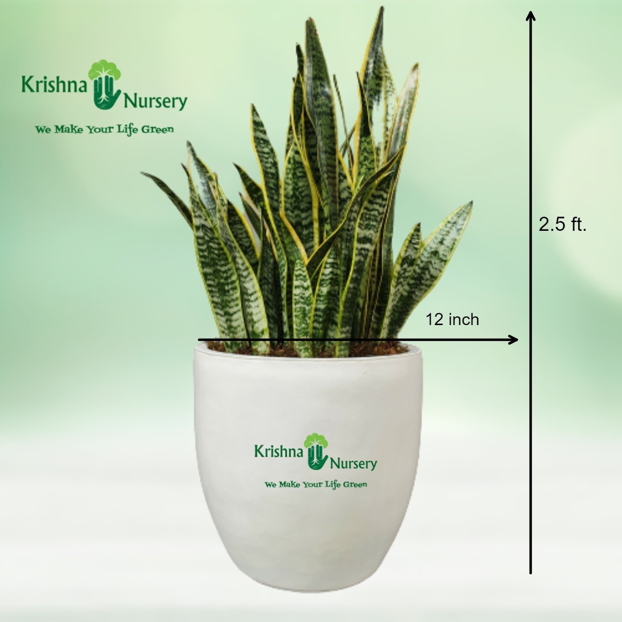 Golden Duranta Plant