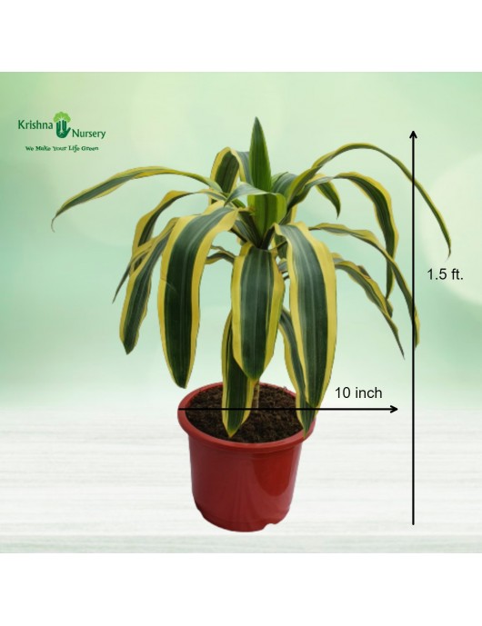 Victoria Plant - Air Purifying Houseplant - Krishna Nursery