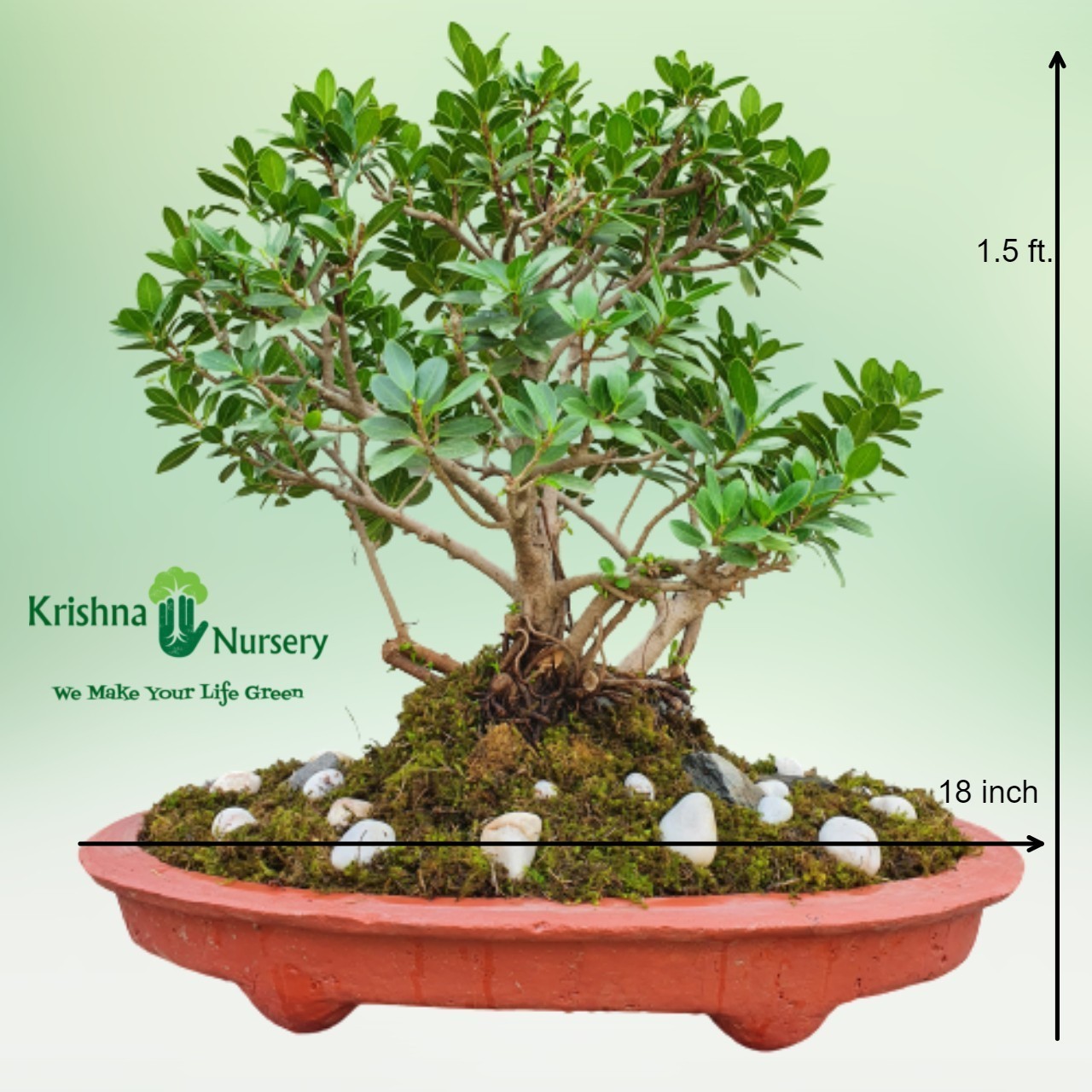 Ficus Long Island Bonsai
