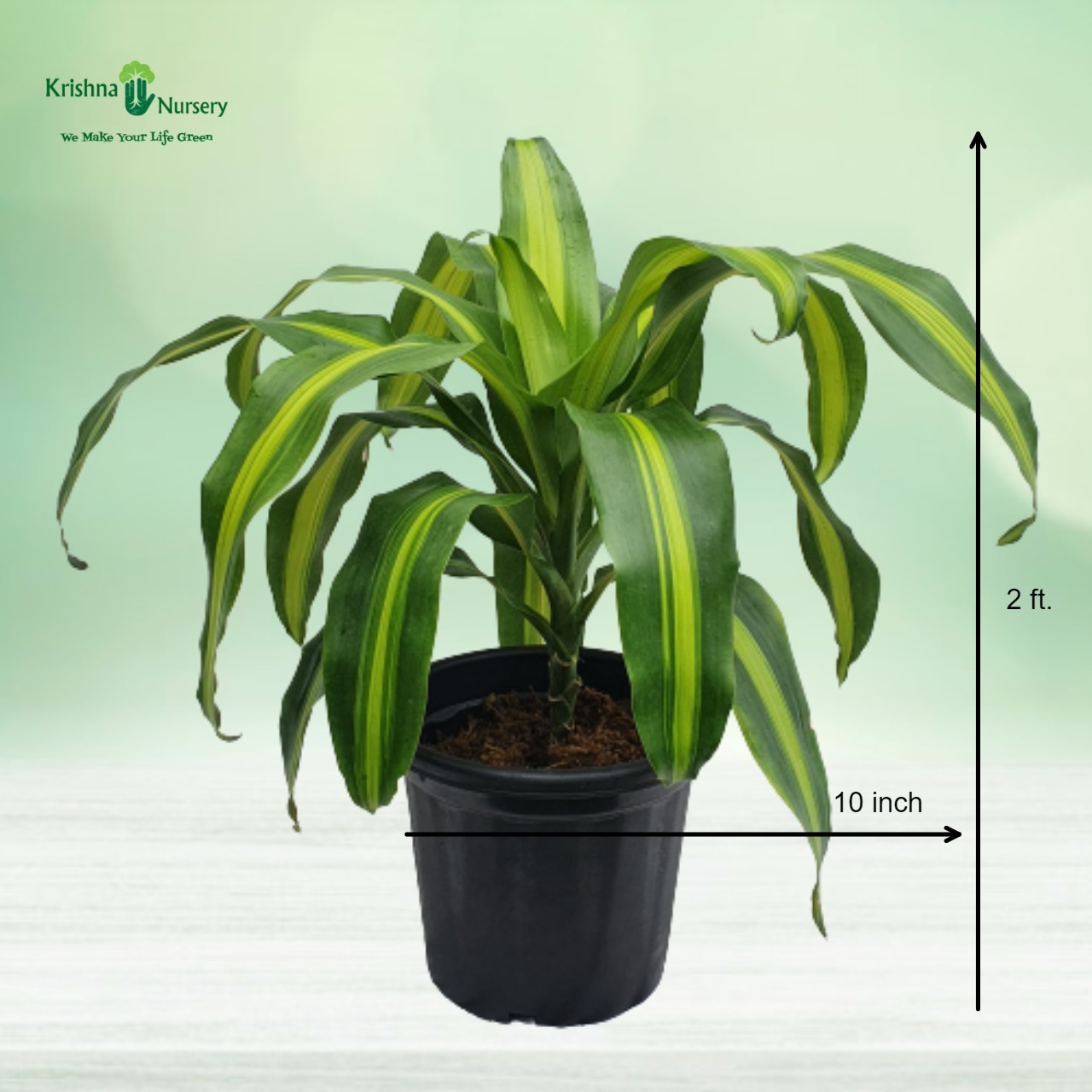 Dracaena Victoria Plant