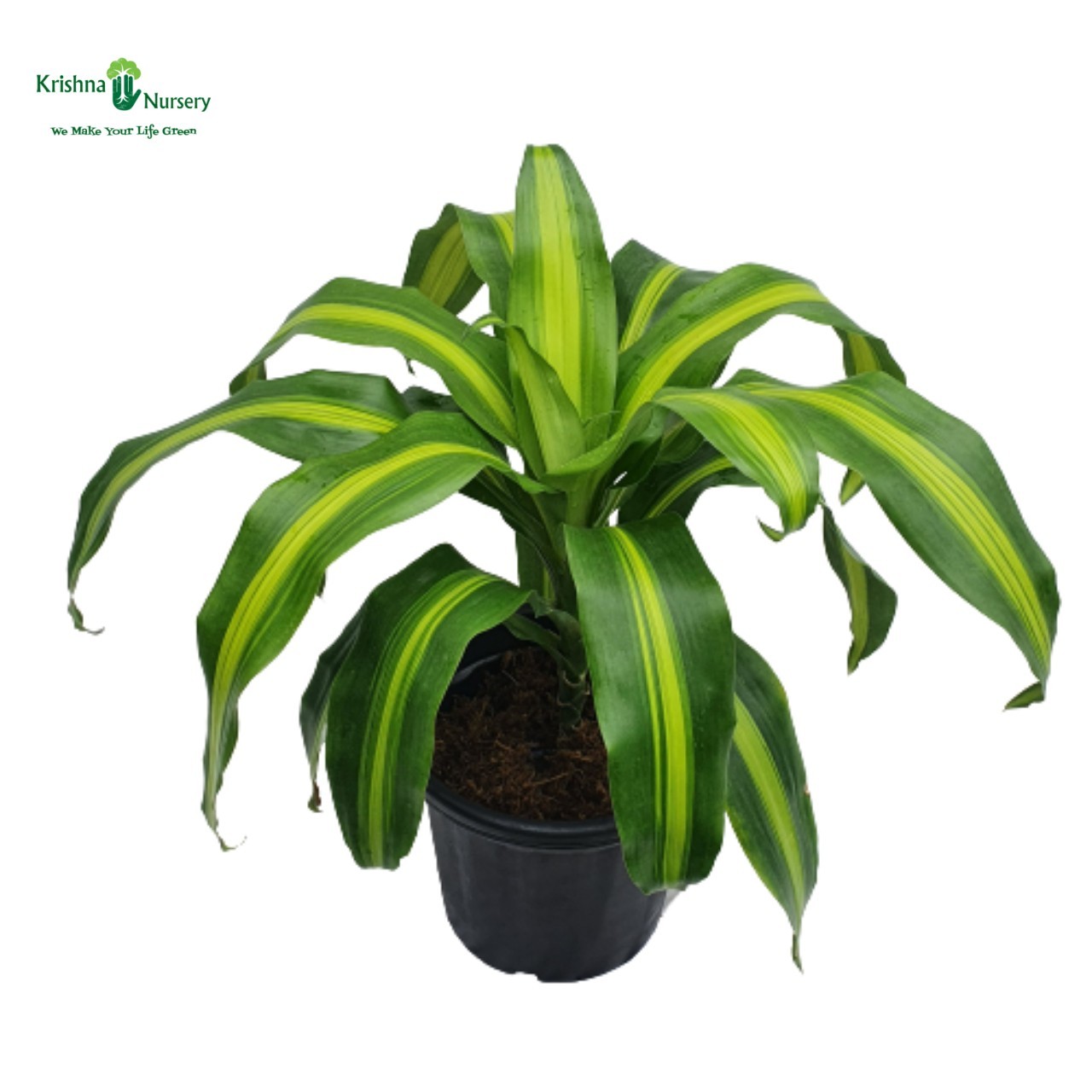 Dracaena Victoria Plant