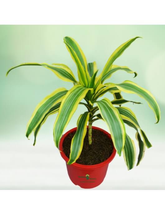 Victoria Plant - Air Purifying Houseplant - Krishna Nursery