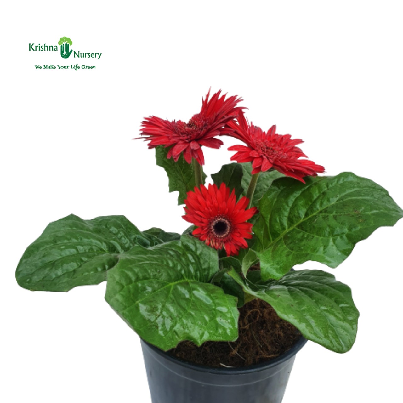 Gerbera Plant (Red)