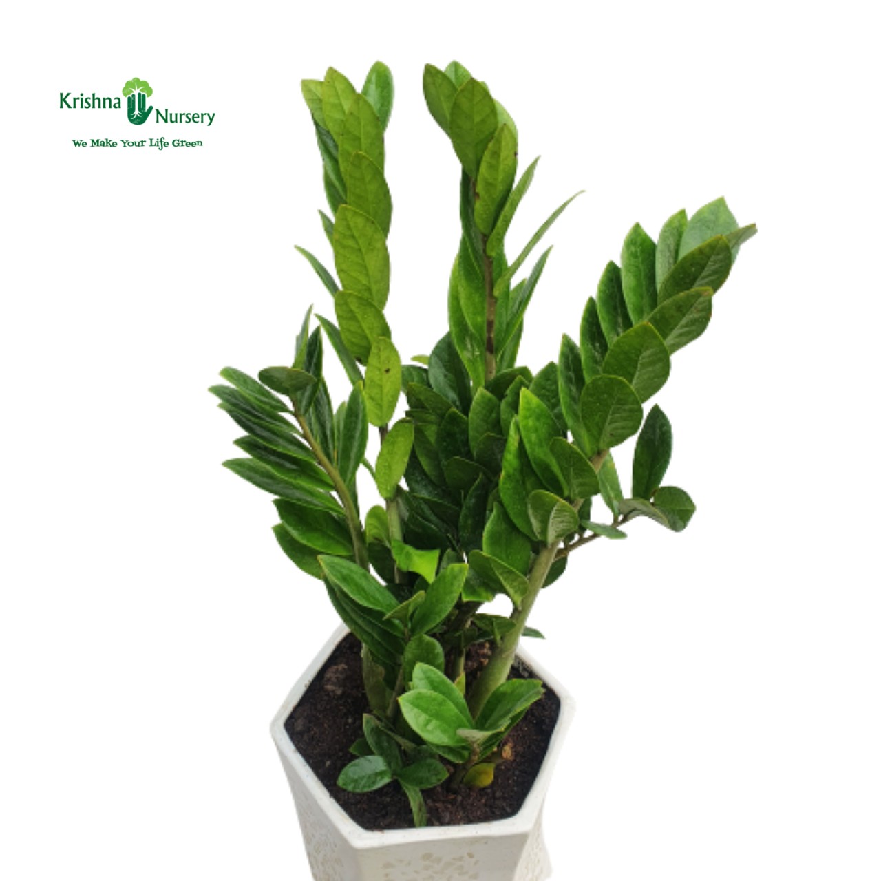 Zamia Palm (ZZ Plant) with Ceramic Pot