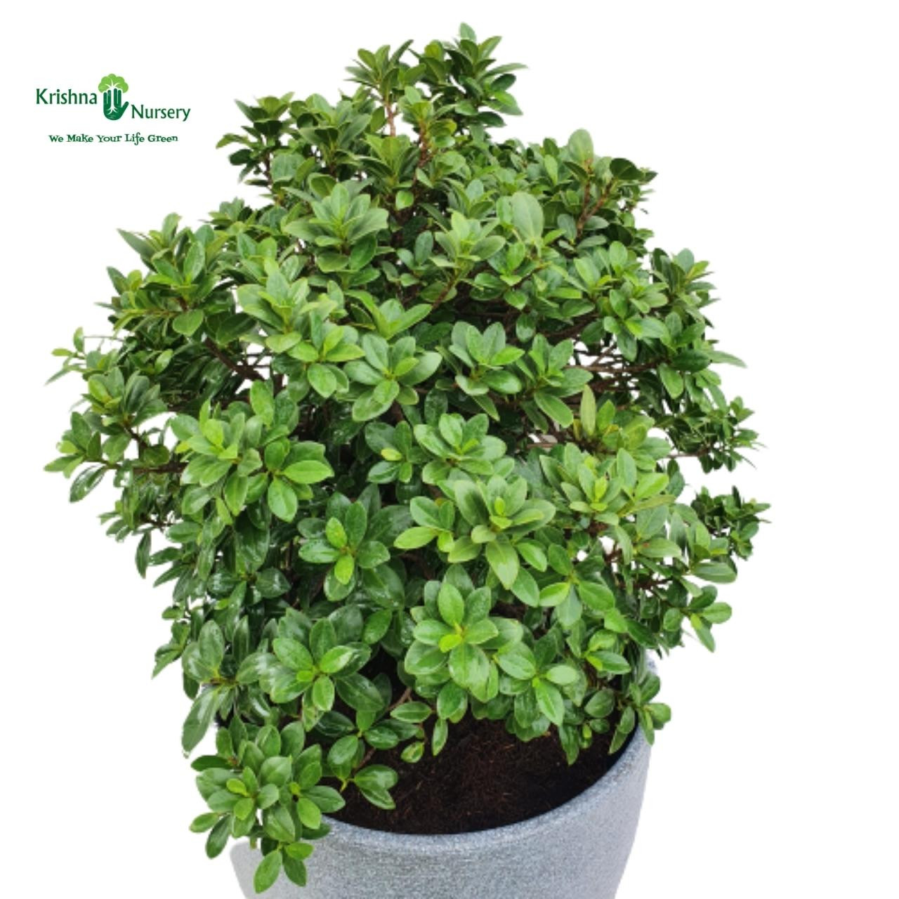 Ficus Long Island Plant with Designer Pot