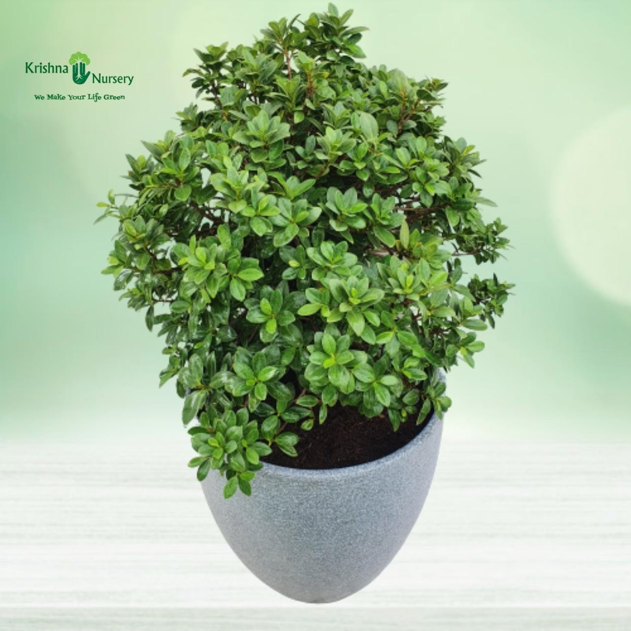 Ficus Long Island Plant with Designer Pot