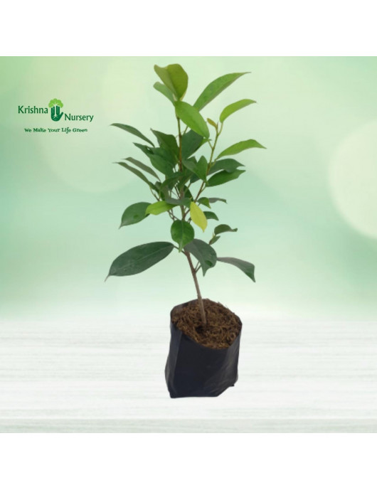 Ficus Panda Plant with 5 inch Polybag