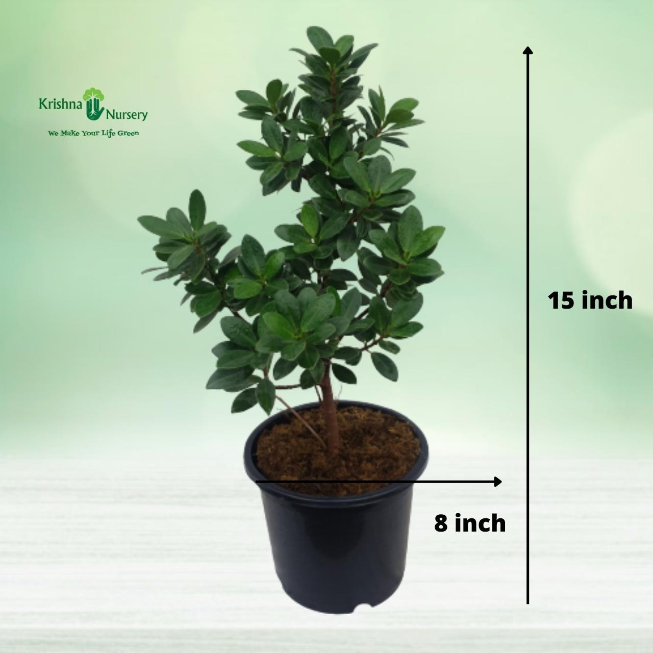 Shrub Plants|KRISHNA NURSERY - We Make Your Life Green