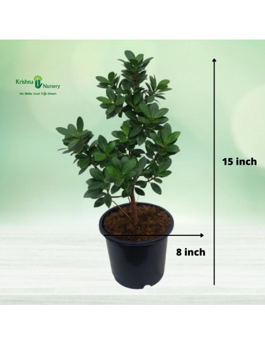 Ficus Long Island Small Plant