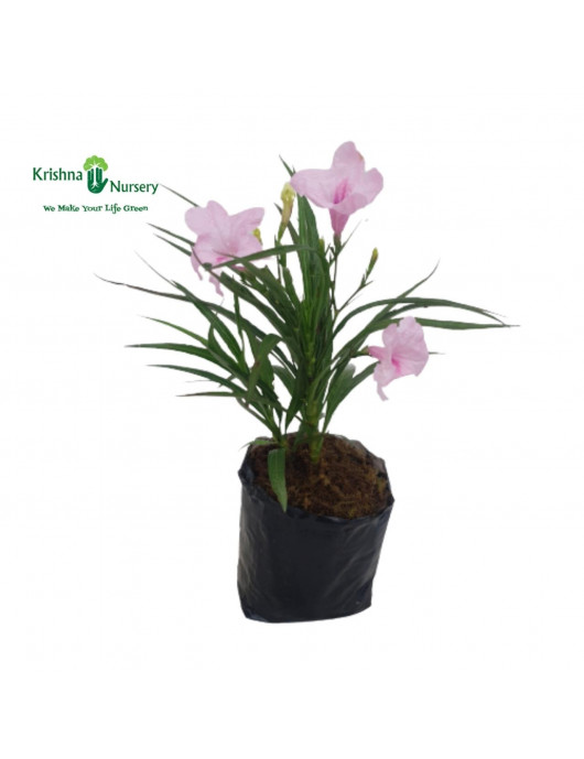 Ruellia Plant (Any Color)