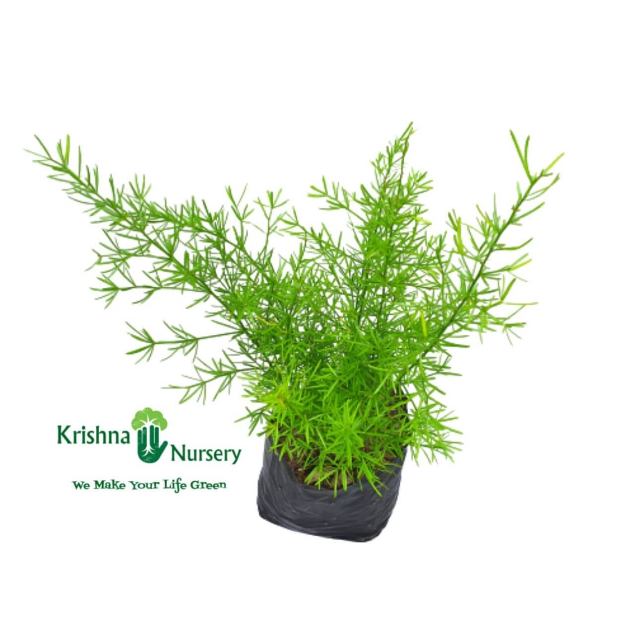 Asparagus Sprengeri Plant