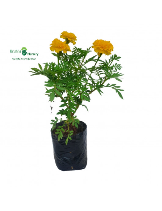 Genda Flower Plant