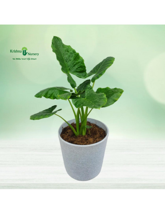 Alocasia Elephant Ear Plant with Designer Pot