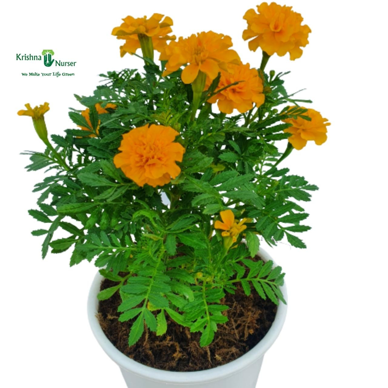 Jafri Plant - Orange Flower