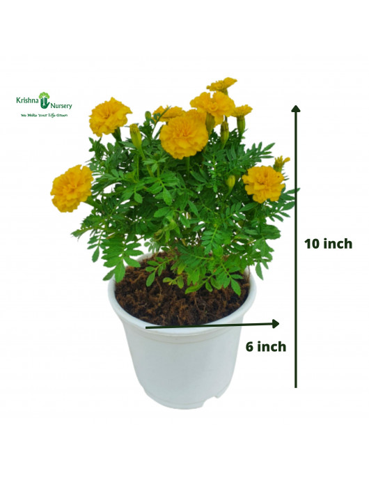 Jafri Plant - Yellow Flower