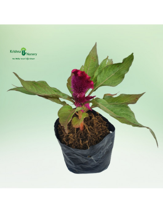 Cockscomb Plant - Pink Flower