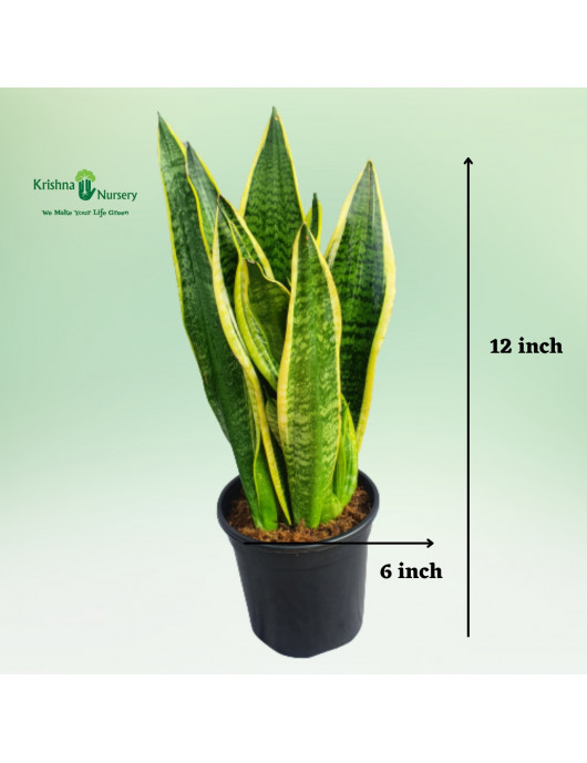 Golden Sansevieria Plant - Snake Plant
