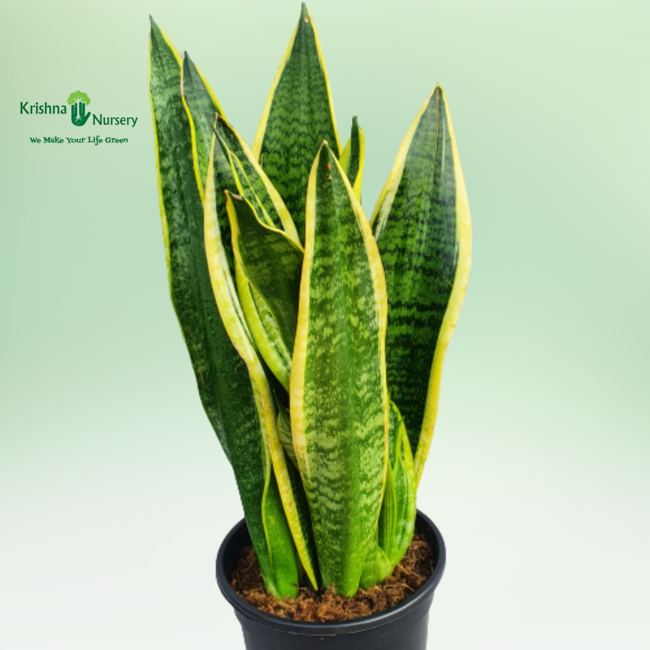 Golden Sansevieria Plant - Snake Plant